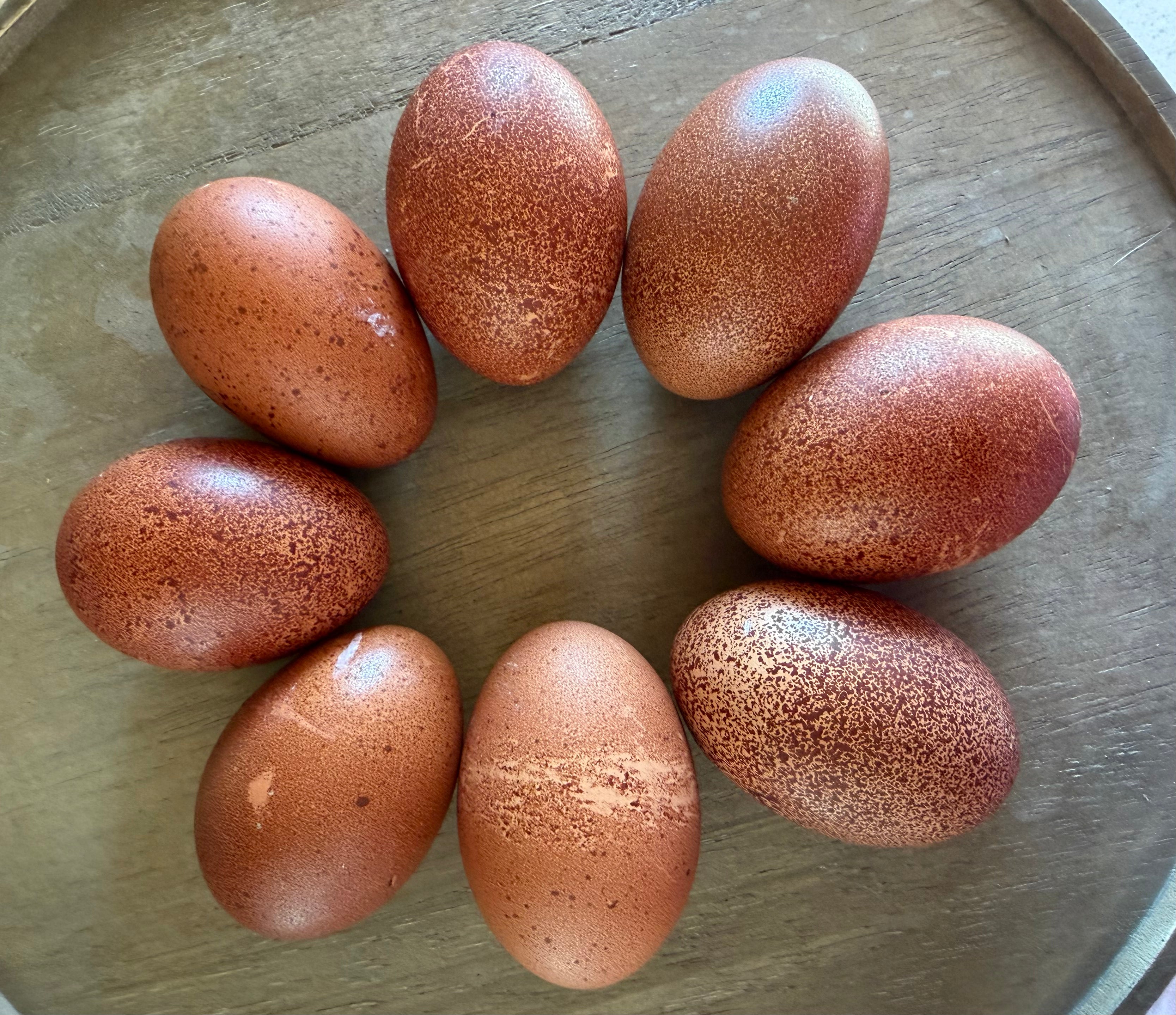 Hatching Eggs – Bee Haven Hens Homestead LLC
